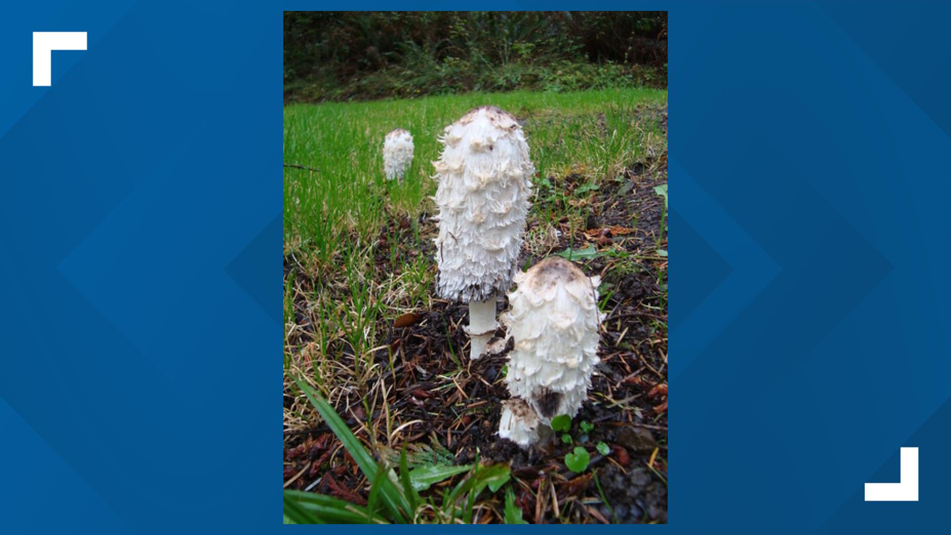 Missouri fall mushroom guide: Edible and poisonous fungi hunting | ksdk.com