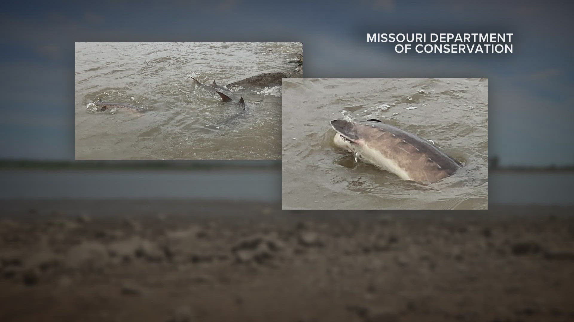 Missouri's prehistoric fish goes from 'brink of extinction' to comeback ...