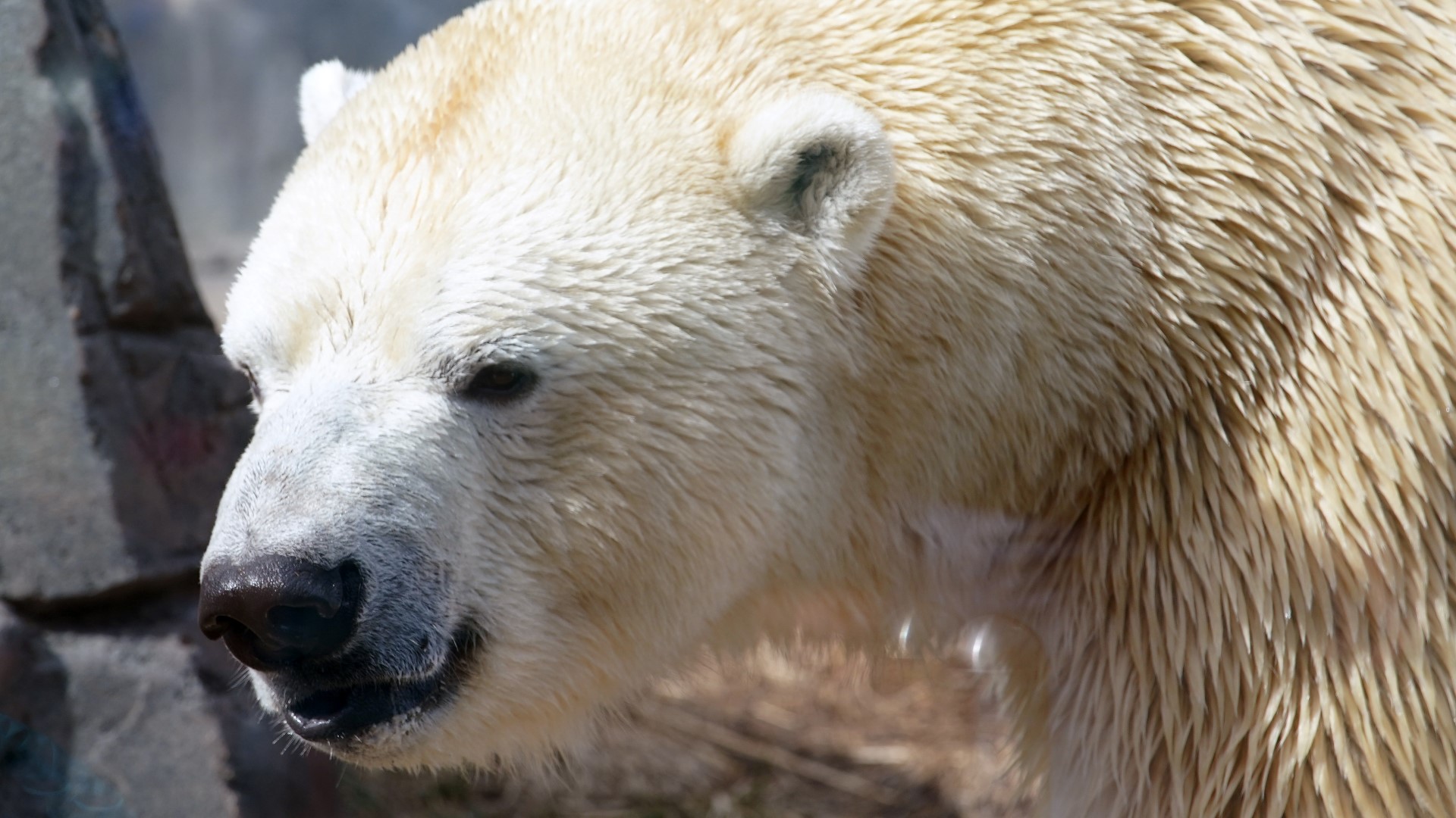 International Polar Bear Day 2023: Kali at Saint Louis Zoo | ksdk.com