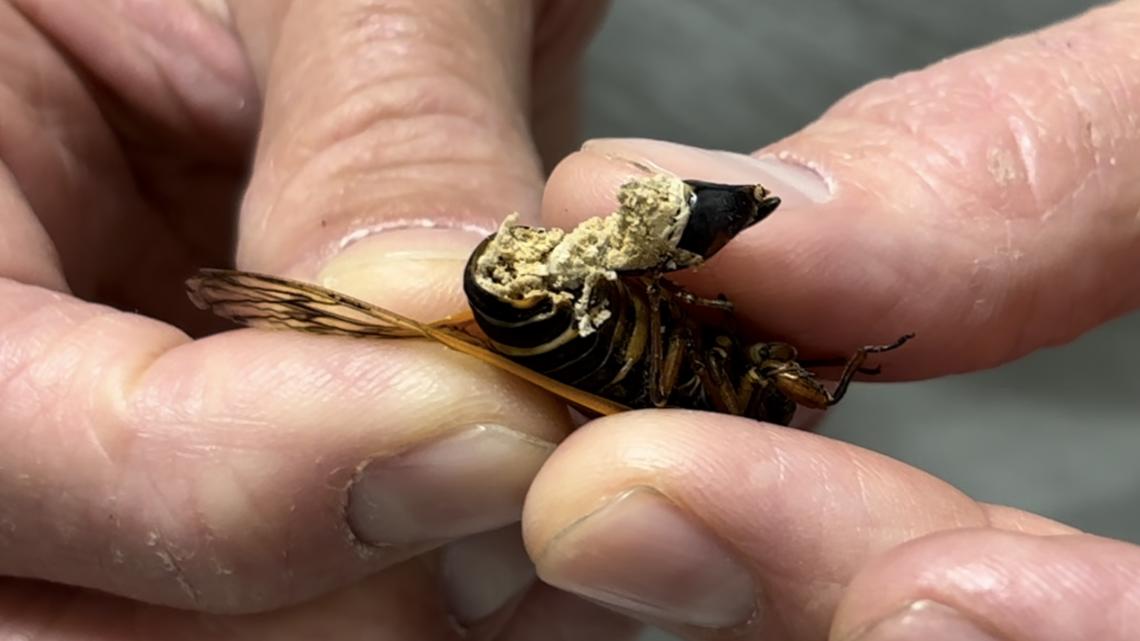 'Zombie' cicada fungus complicating SLU research | ksdk.com