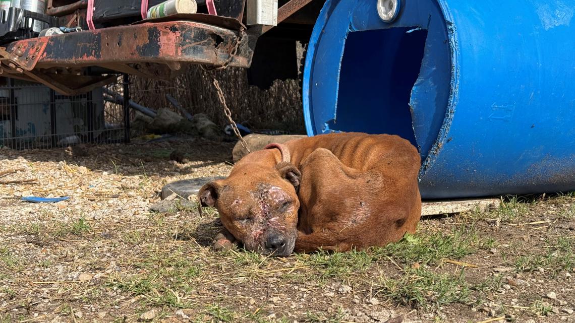 Humane Society of Missouri rescues 27 dogs in Polk County | ksdk.com