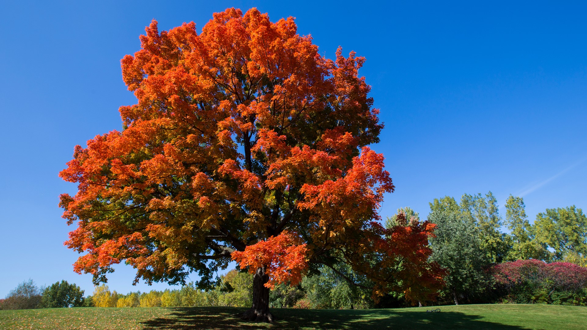 Foliage forecast: When to see vibrant fall leaves in St. Louis | ksdk.com