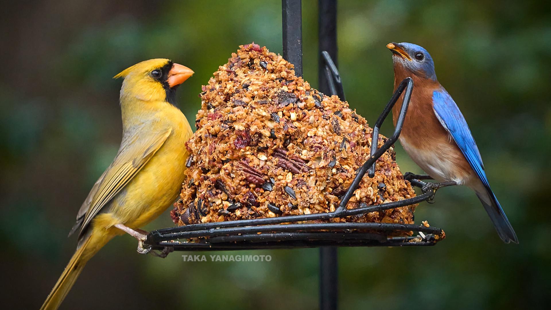 Rare 'yellow' cardinal captured by St. Louis Cardinals photographer ...