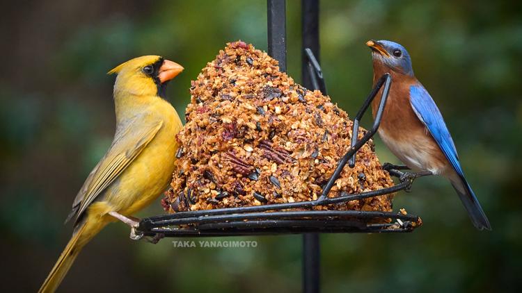 Rare 'yellow' cardinal captured by St. Louis Cardinals photographer ...