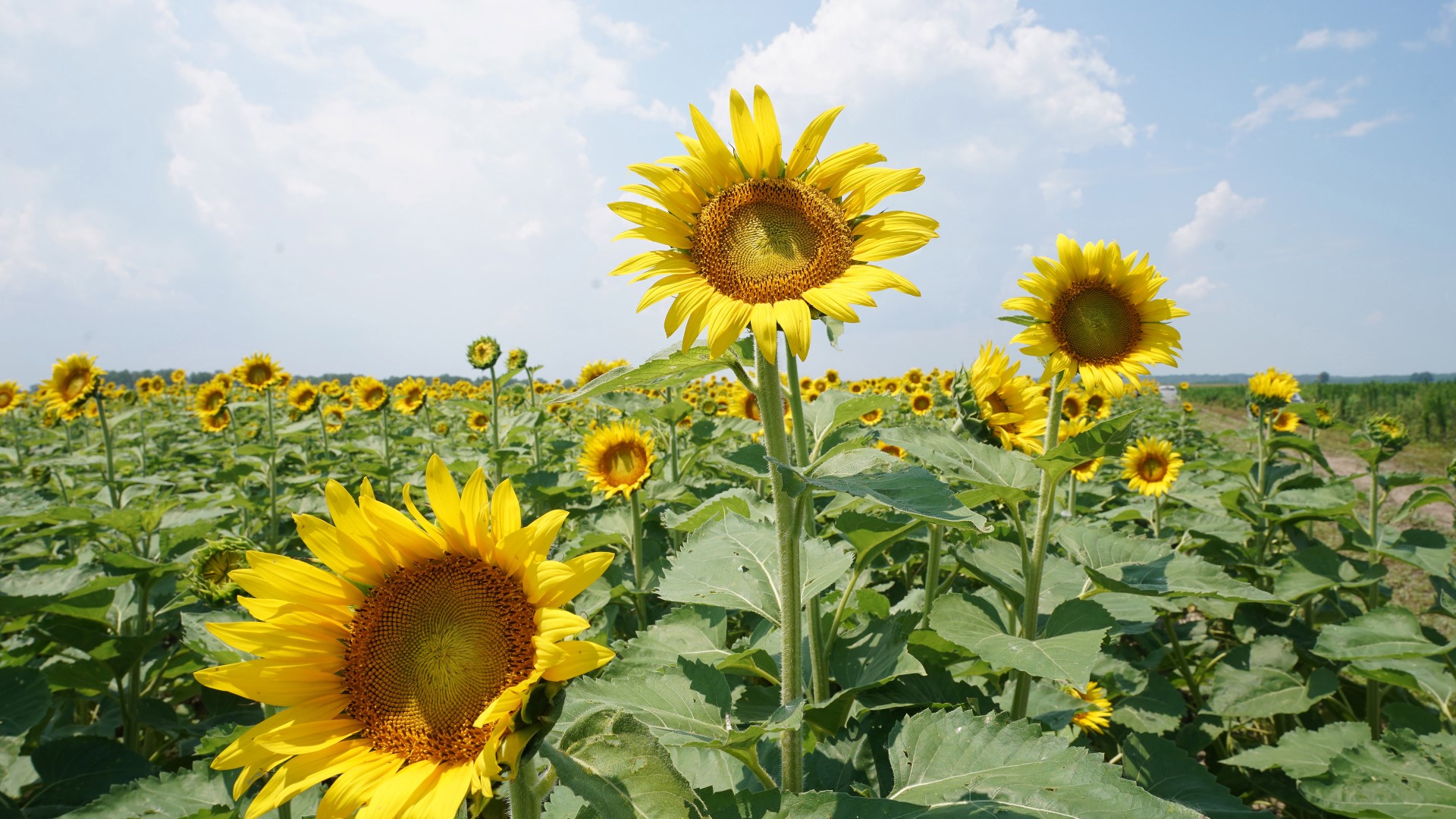 Sunflowers bloom at Columbia Bottom in July and August | ksdk.com