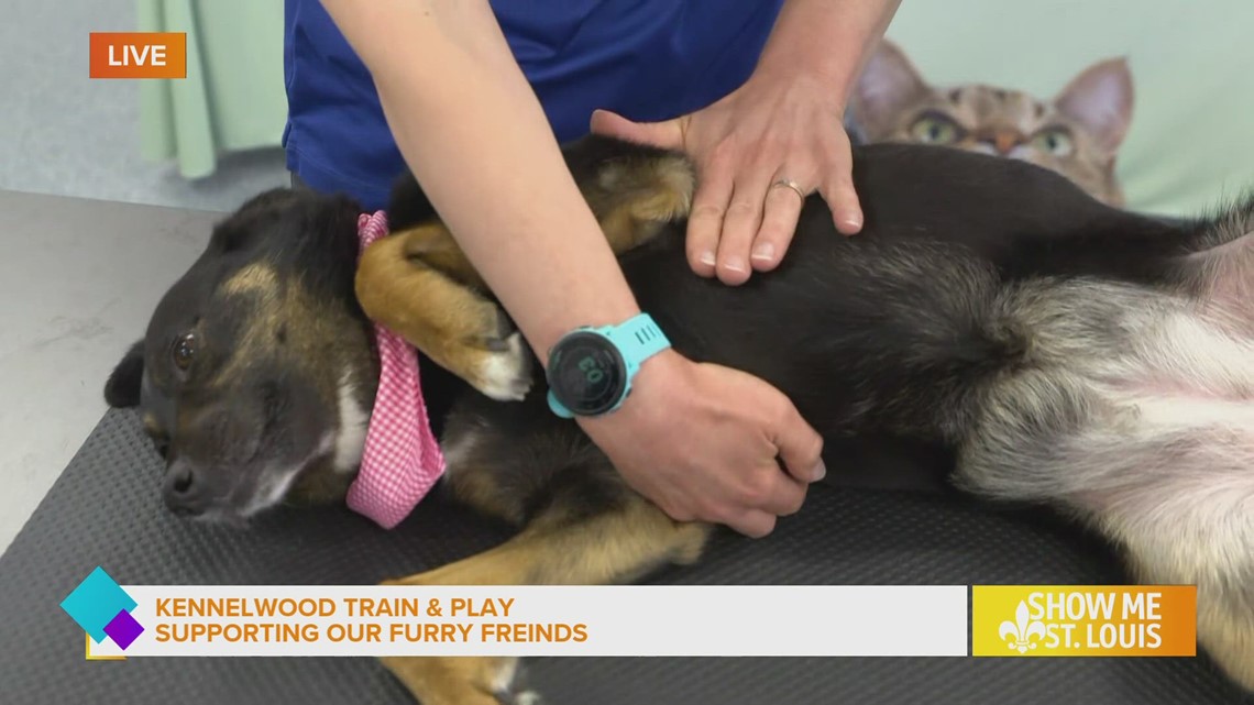 Kennelwood Train & Play teaches how to do doggie CPR, first-aid | ksdk.com
