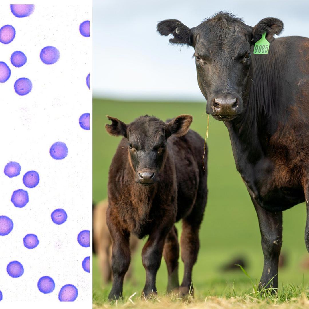 Cows in nearly 50 Missouri counties infected by blood-targeting ...