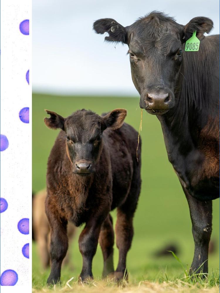 Cows in nearly 50 Missouri counties infected by blood-targeting ...