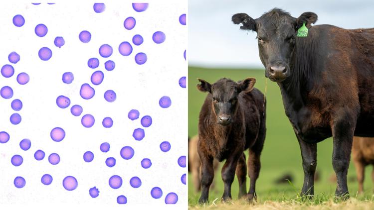 Cows in nearly 50 Missouri counties infected by blood-targeting ...