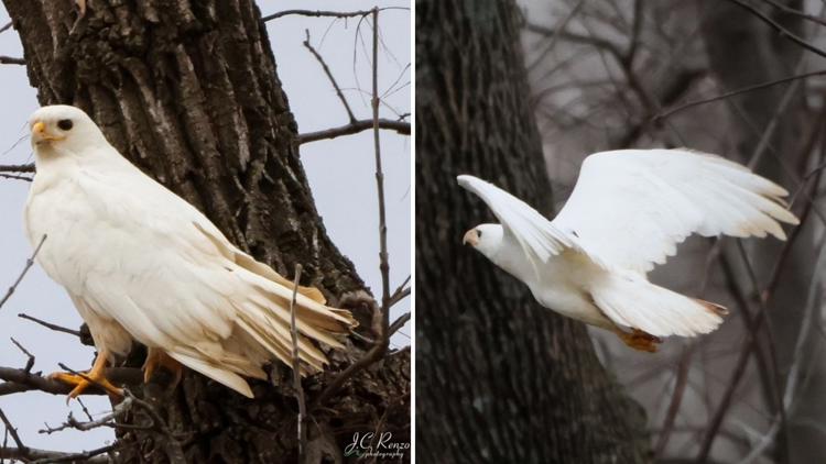 Extremely rare white red-tailed hawk accidentally captured in Missouri ...