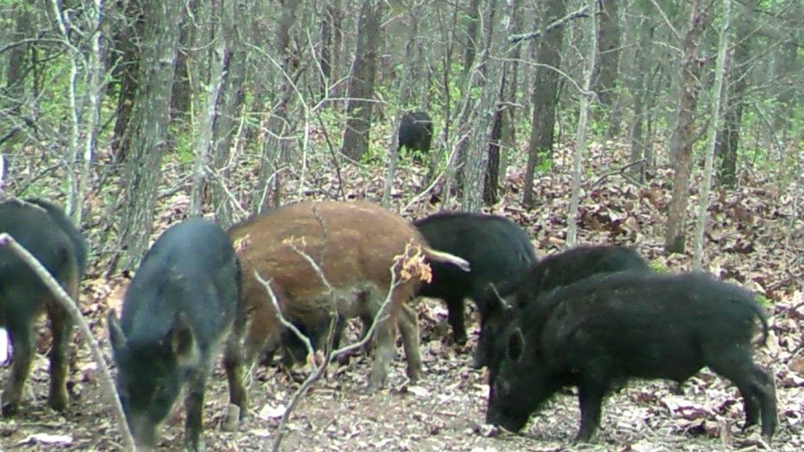 Missouri's feral hogs on the decline, conservationists say | ksdk.com
