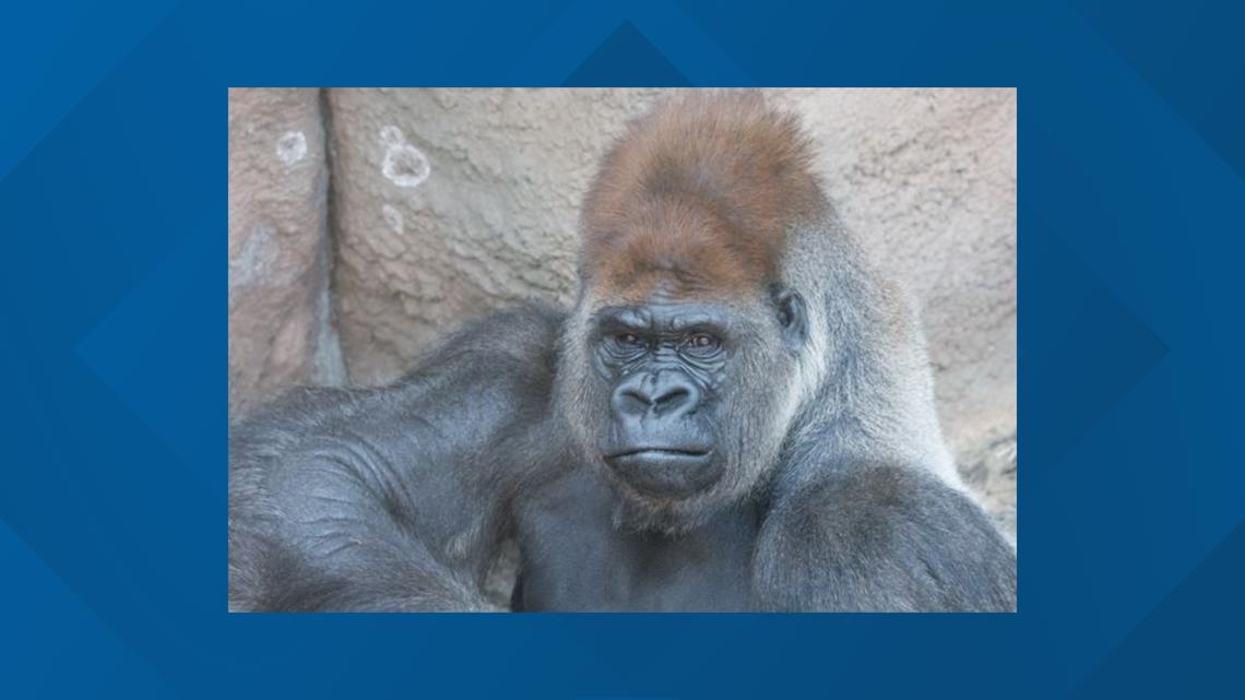 Little Joe at St. Louis Zoo has died | ksdk.com