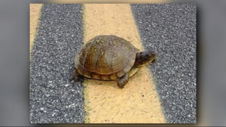 Missouri Department of Conservation issues warning do drivers to slow ...