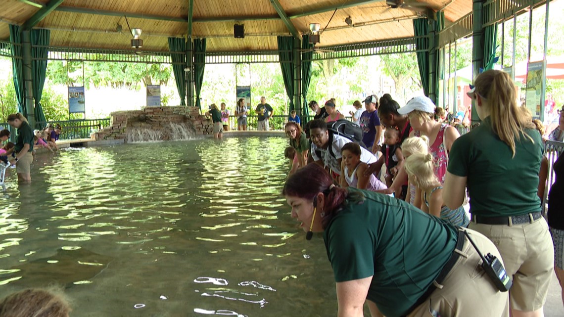 Dress like a shark, get into the Saint Louis Zoo's stingray exhibit for ...