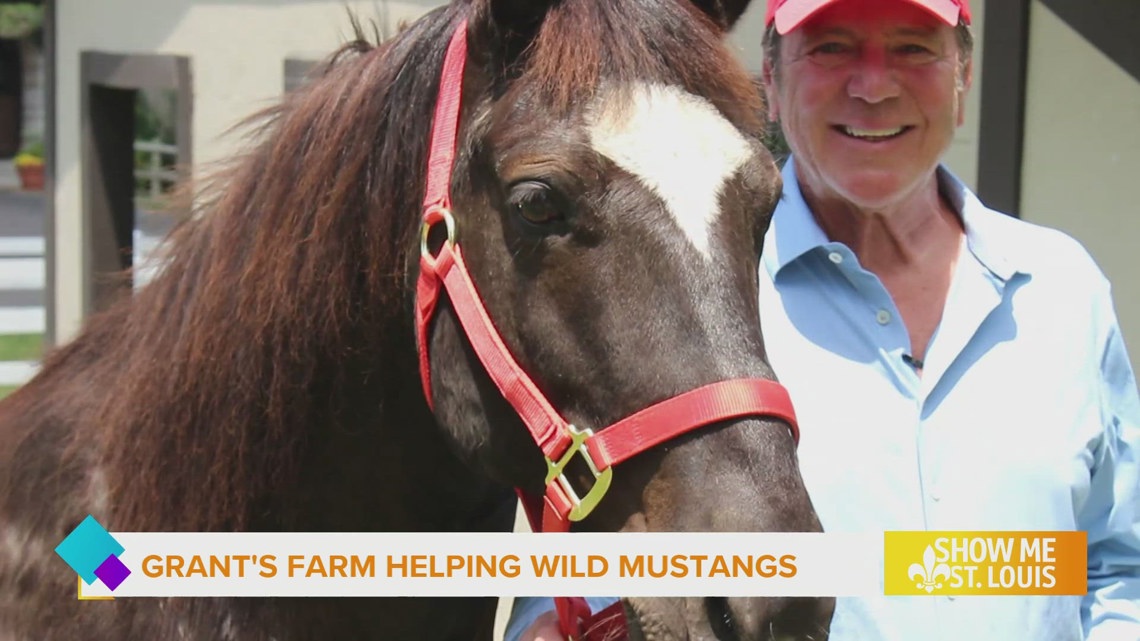 Grant's Farm champions mustangs with 'Wild Within' film | ksdk.com