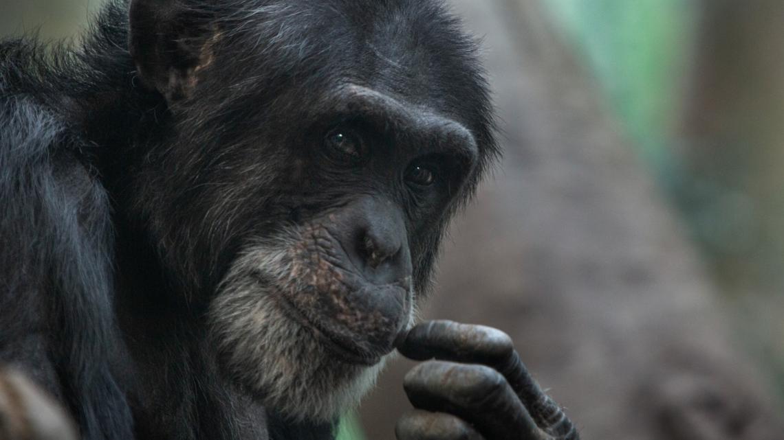 Saint Louis Zoo mourns loss of beloved chimp Kijana | ksdk.com
