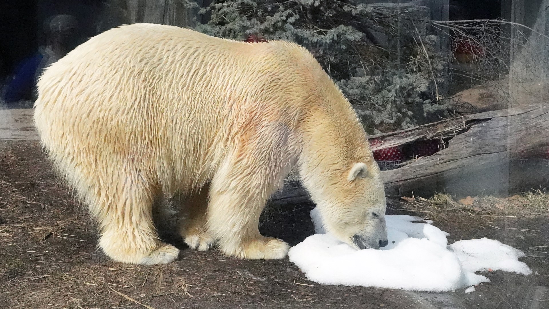 International Polar Bear Day 2023: Kali at Saint Louis Zoo | ksdk.com