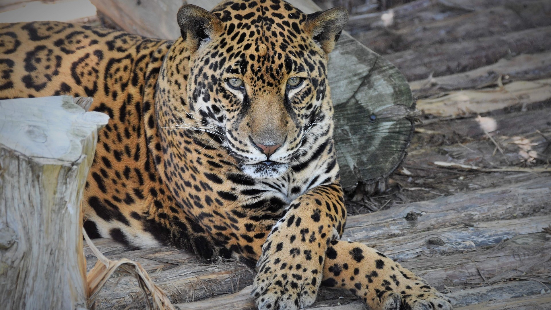 Saint Louis Zoo announces death of female jaguar | ksdk.com