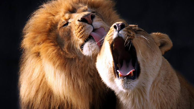Saint Louis Zoo lioness dies two months after longtime mate | ksdk.com