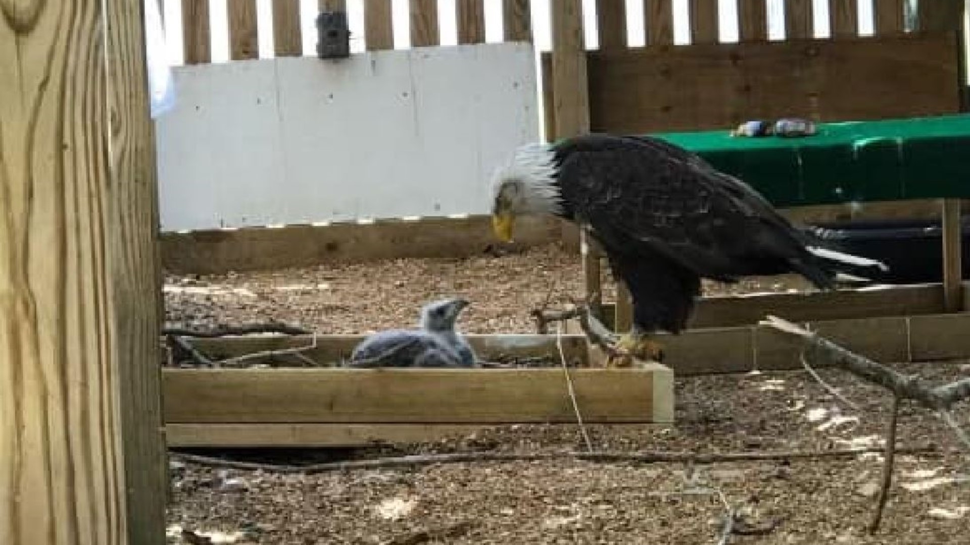 Famous Missouri eagle who adopted rock dies during severe storm | ksdk.com