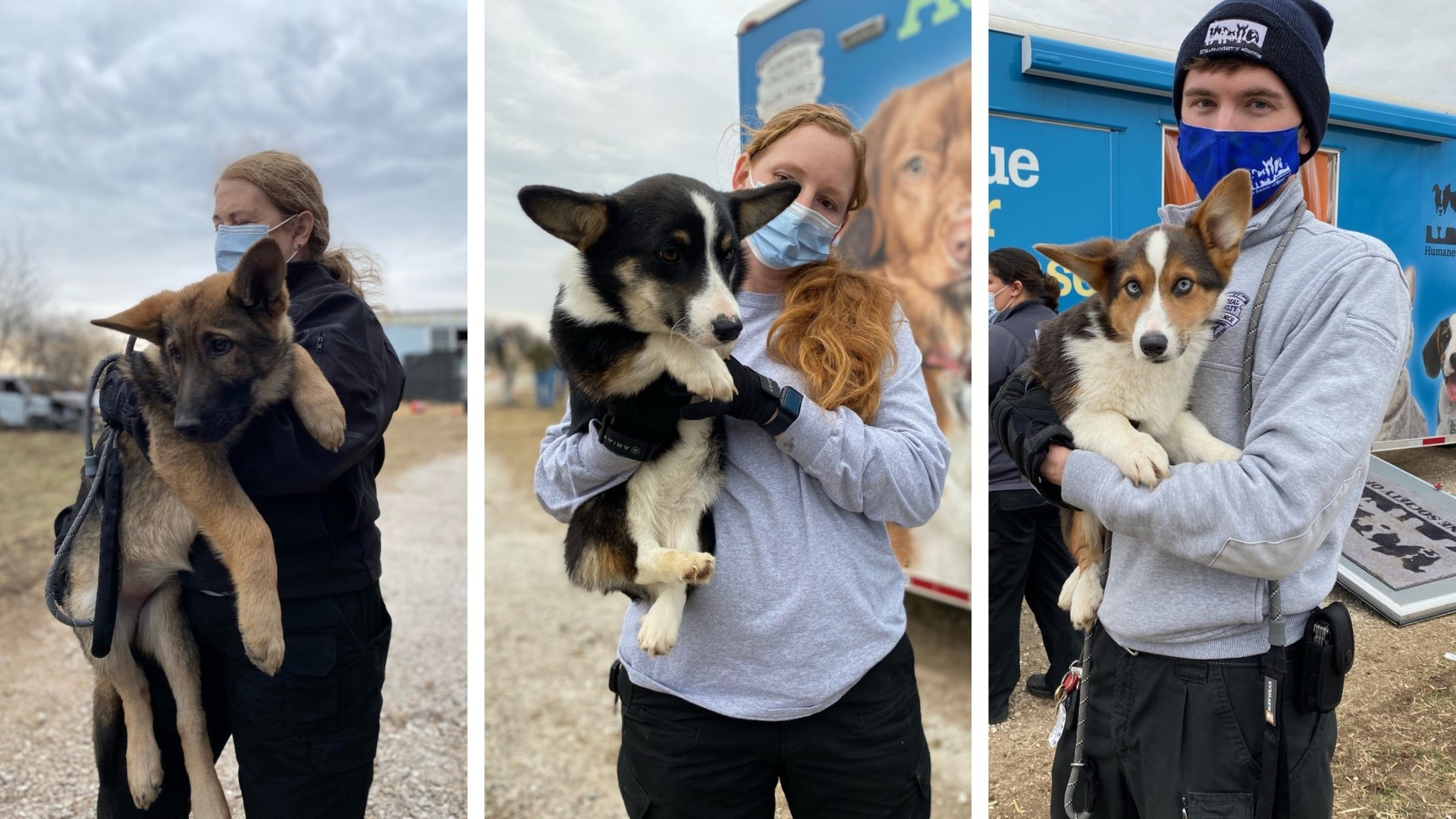 Humane Society rescues 57 dogs from southwest Missouri | ksdk.com