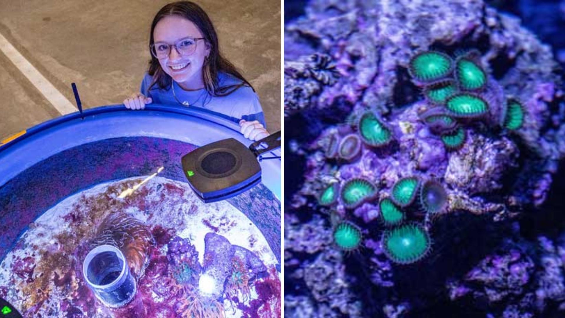 Growing coral: Southern Illinois is trying to help worlds' oceans ...