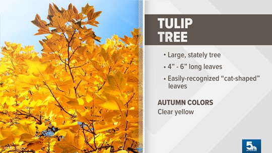 St. Louis fall foliage guide: Best leaf-peeping spots | ksdk.com