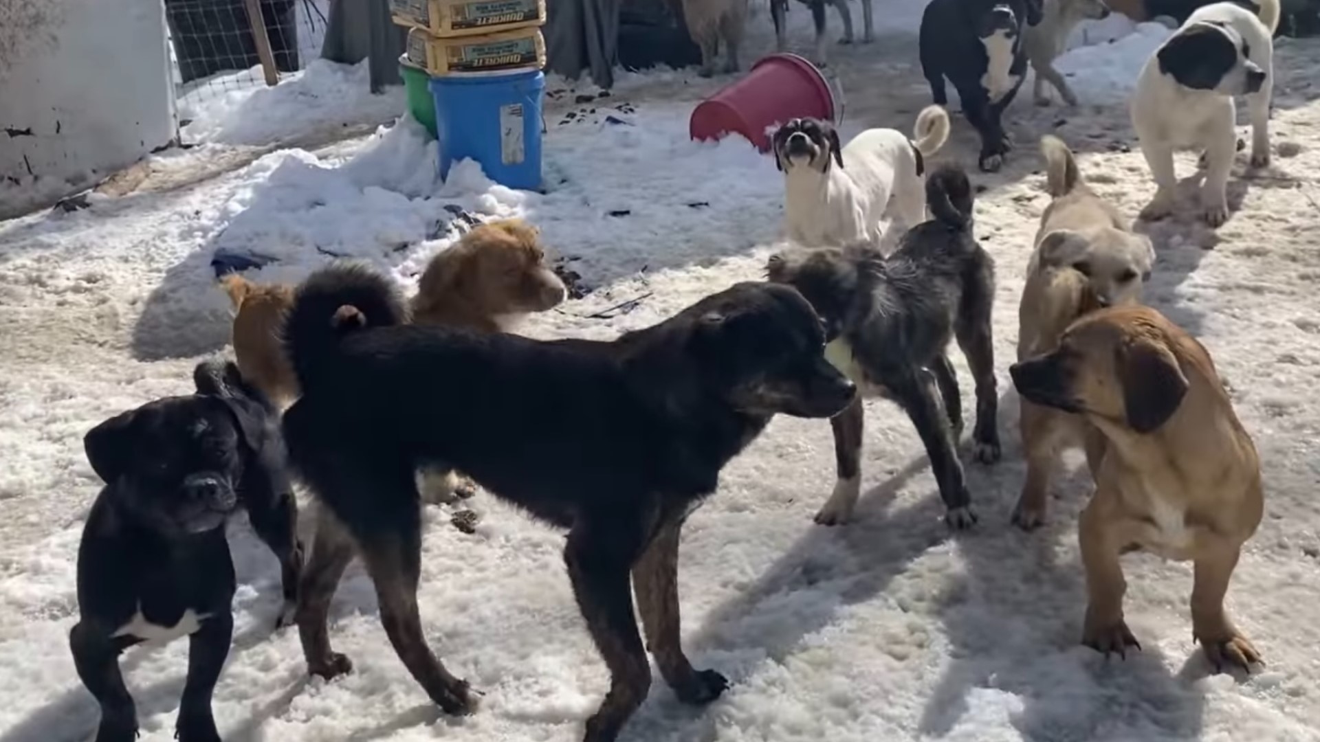 Stray Rescue of St. Louis to save 50 dogs from 'dire situation' | ksdk.com