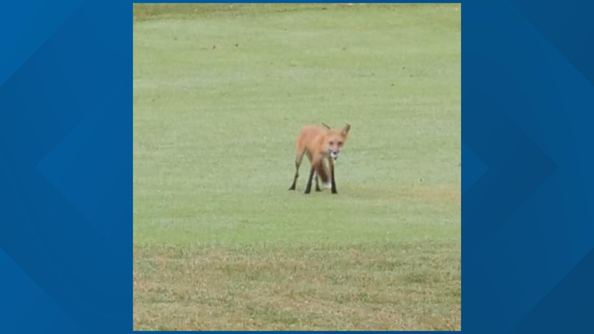 Fox steals ball from Jefferson County sheriff's golf tourney | ksdk.com