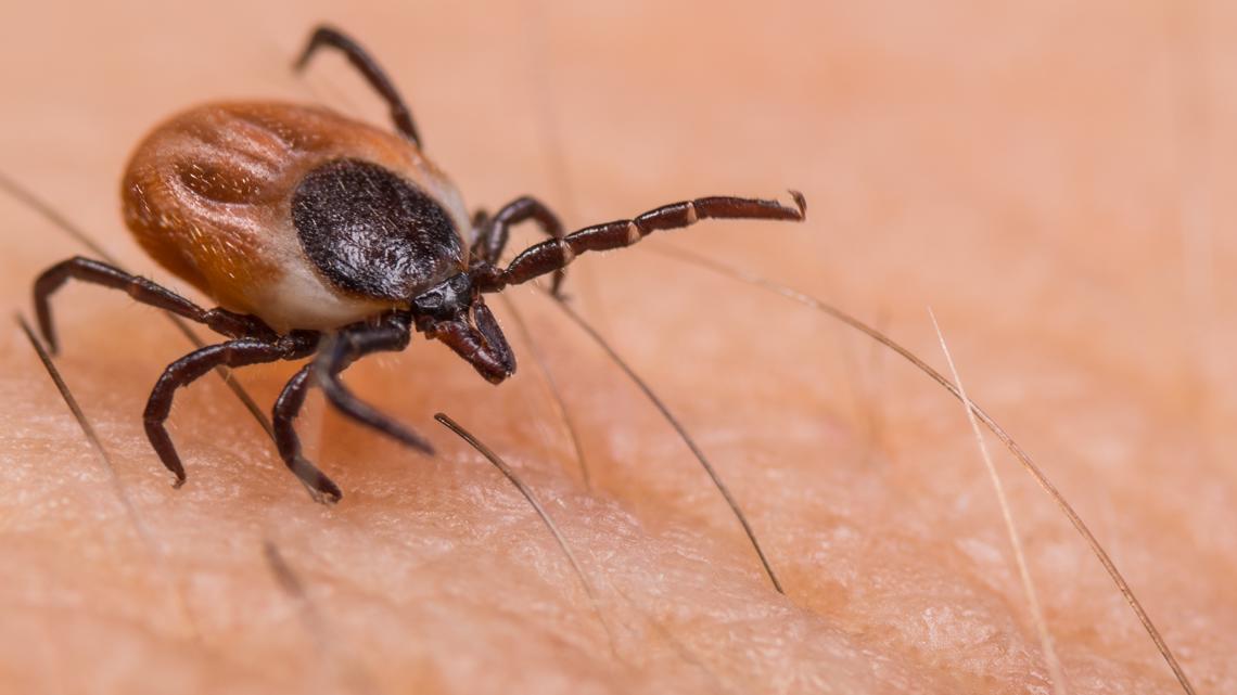 Red meat allergy spikes in Missouri's livestock farmers, thanks to ...