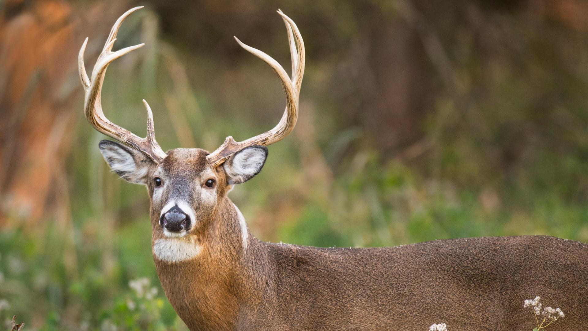 Out-of-state deer hunters face significant rule changes in Missouri ...