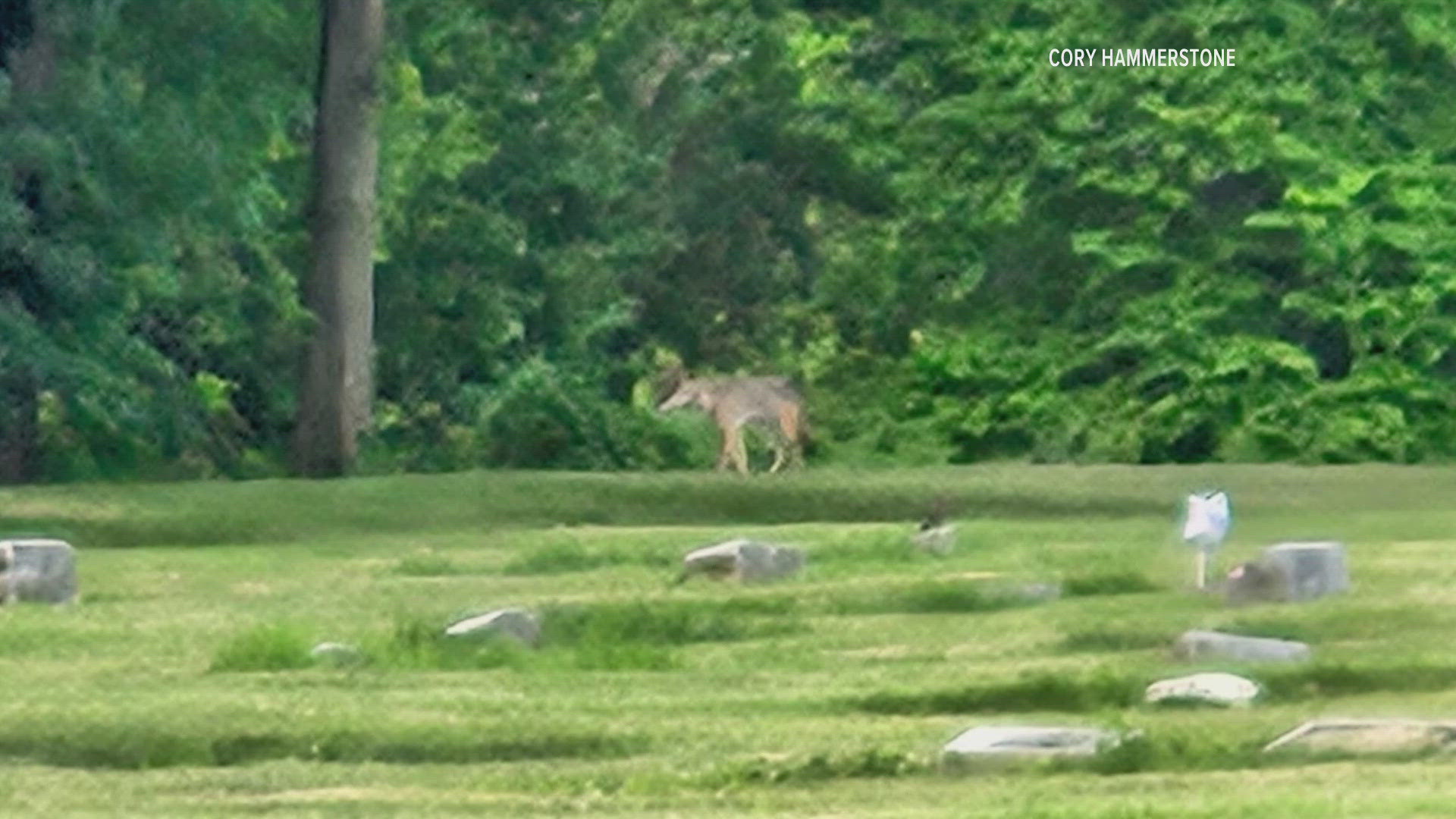 Coyote sightings on the rise near St. Louis graveyard | ksdk.com