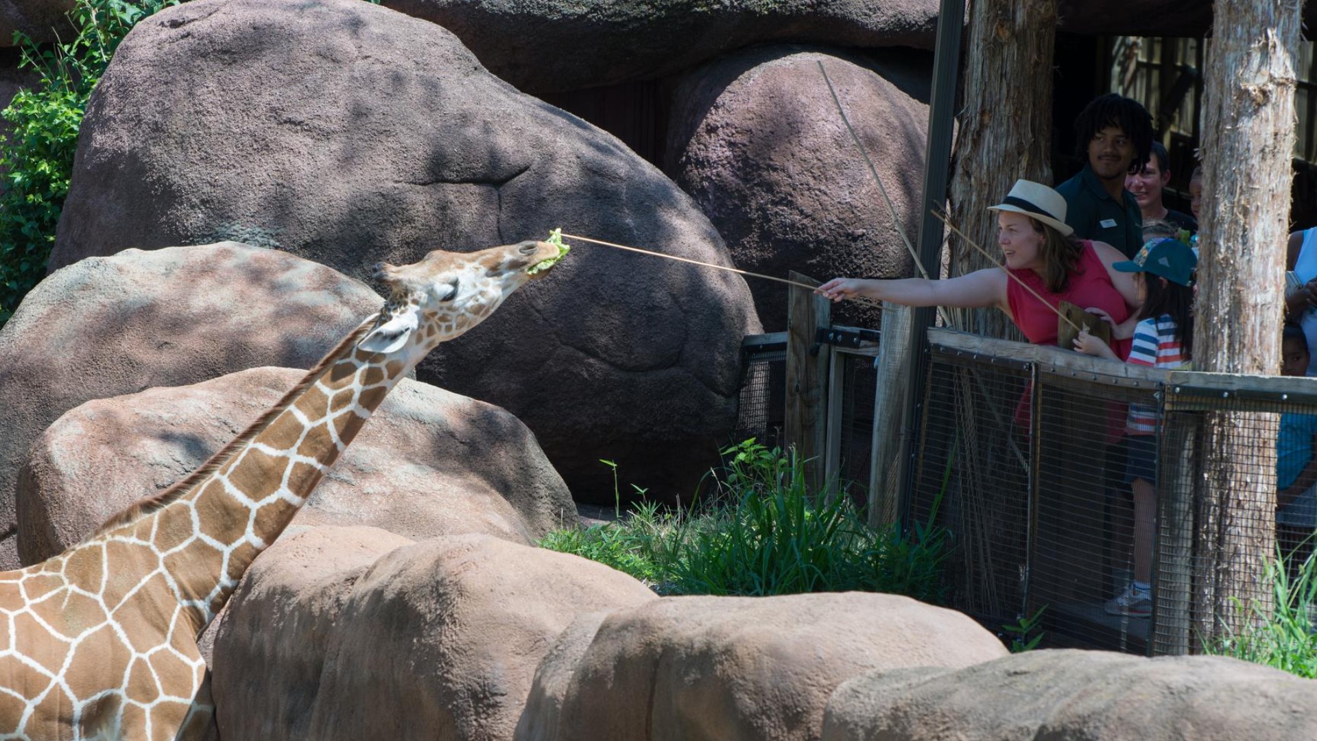 Saint Louis Zoo offers giraffe-feeding experience | ksdk.com
