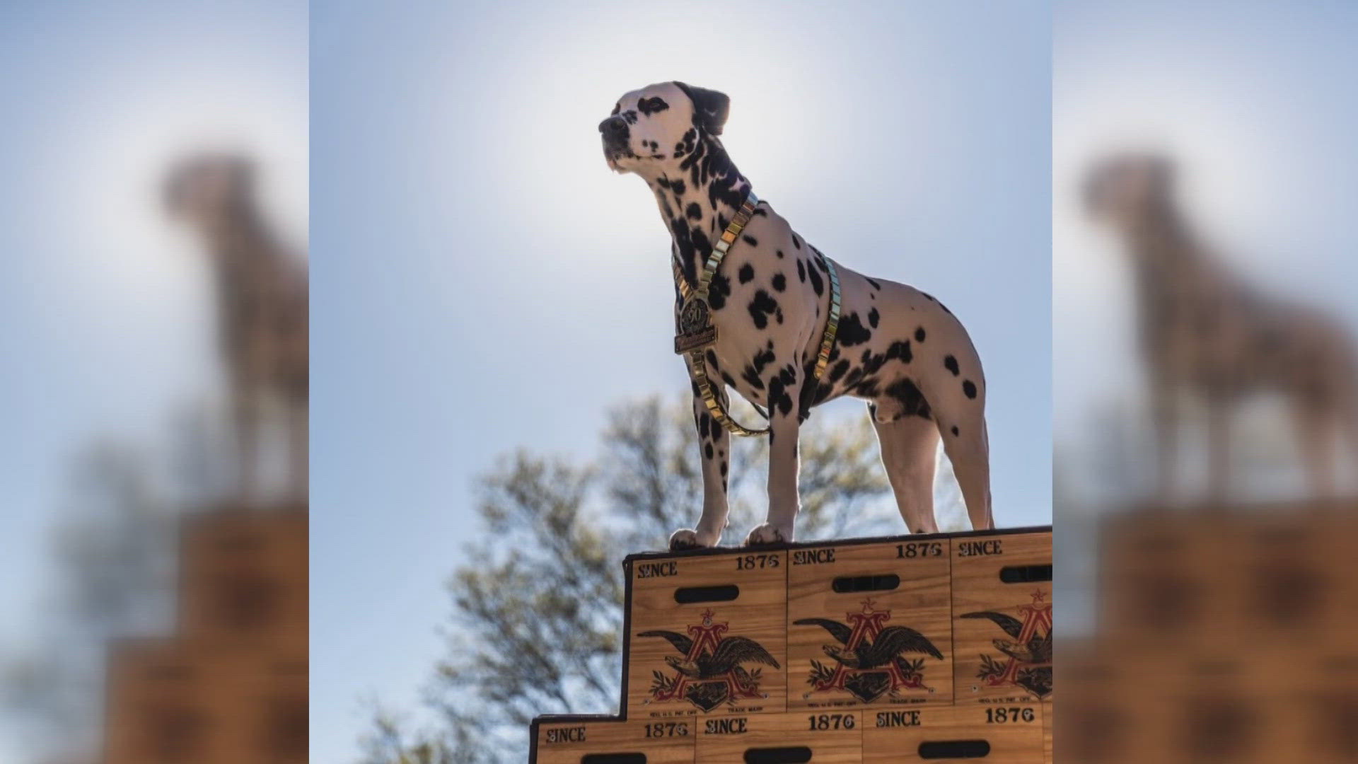 Dalmatians got their start with Budweiser as beer bodyguards | ksdk.com