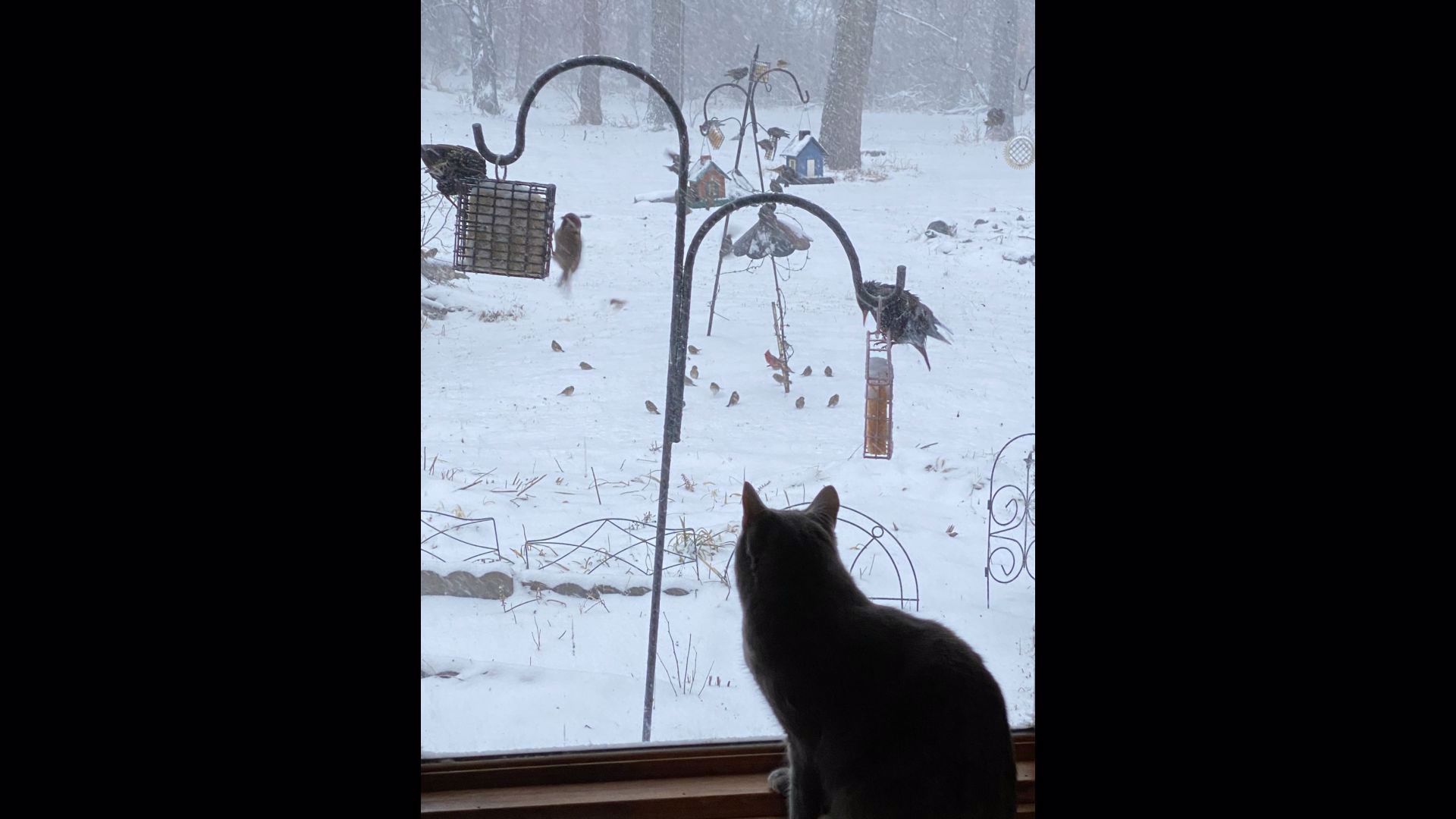 St. Louis weather: Winter storm brings snow to St. Louis area | ksdk.com