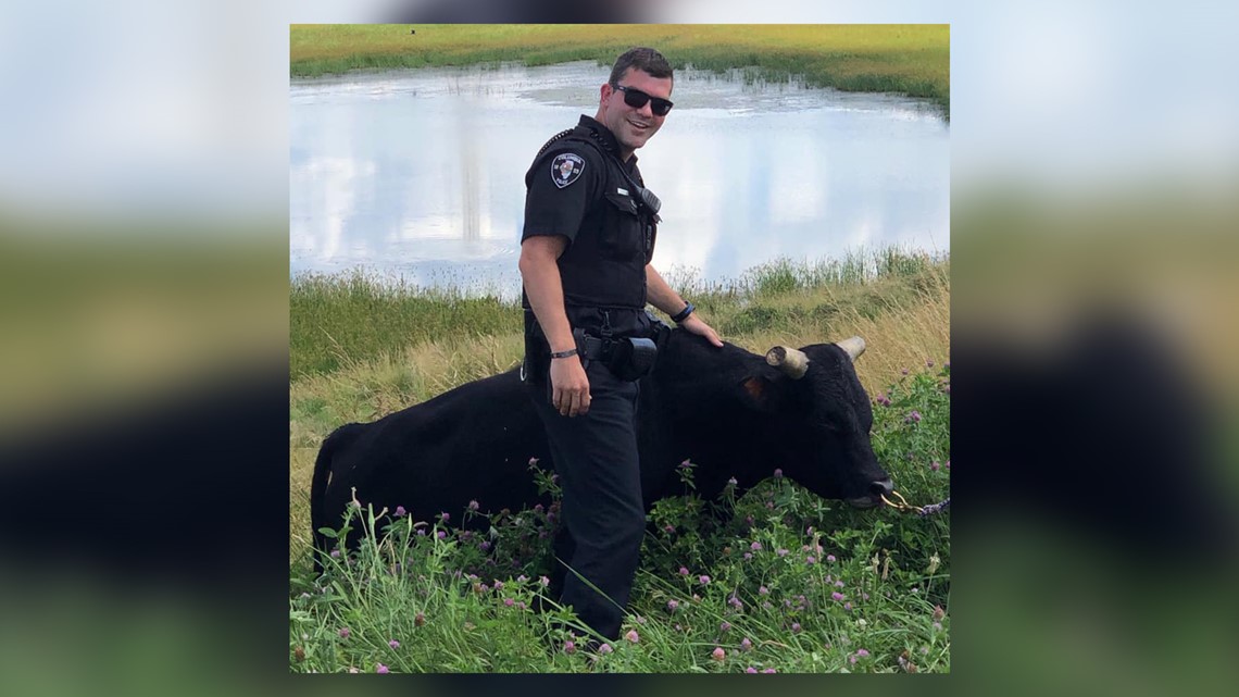 Bull walks on interstate in Columbia, Illinois | ksdk.com