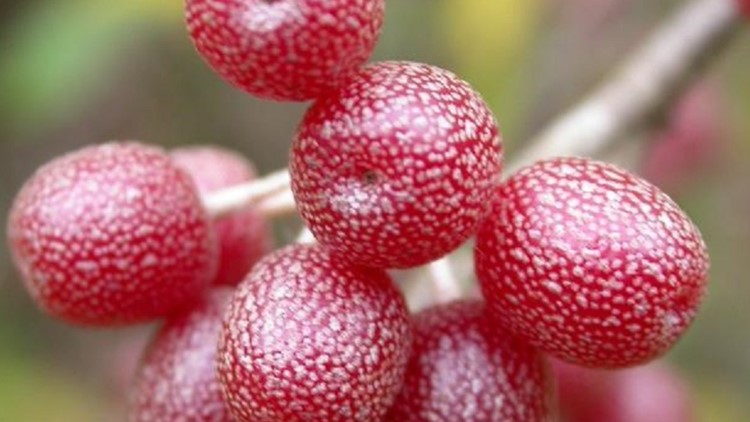 Foraging in Missouri: Edible foods in the woods in October | ksdk.com