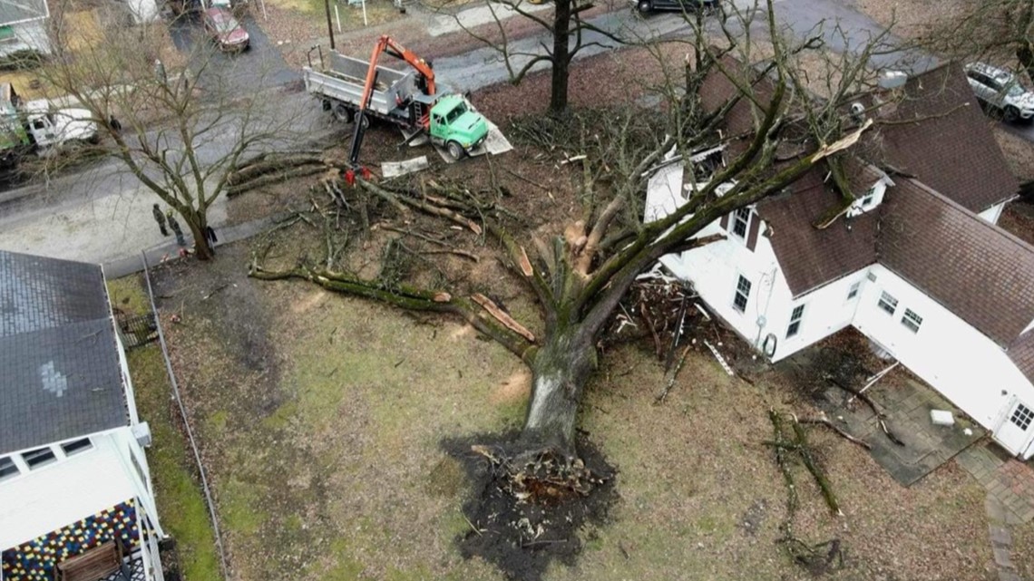 Iconic century-old tree collapses, devastates Illinois town | ksdk.com