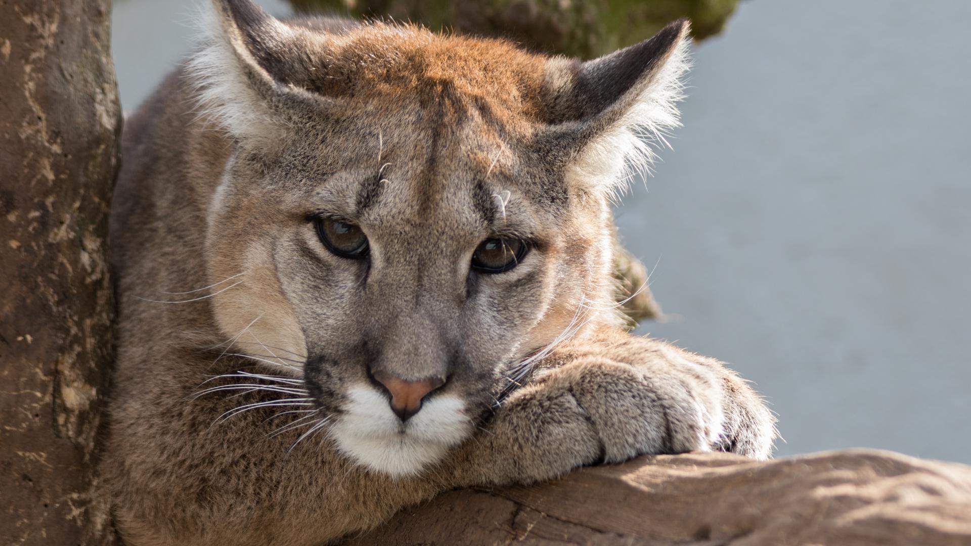 Missouri hunter illegally killed Nebraska mountain lion that traveled ...