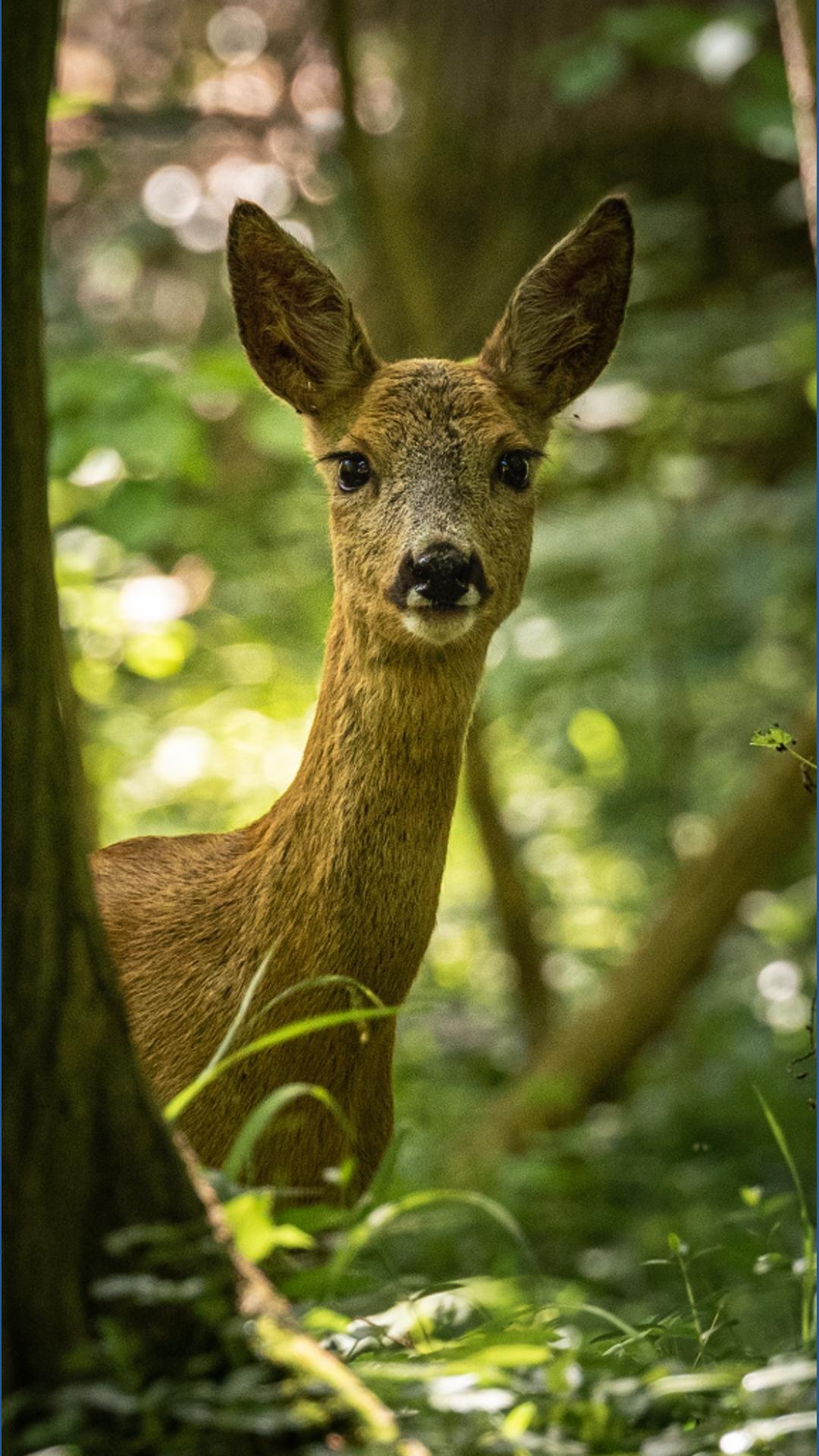 Missouri managed deer hunt 2025 applications open in July. Here's how ...