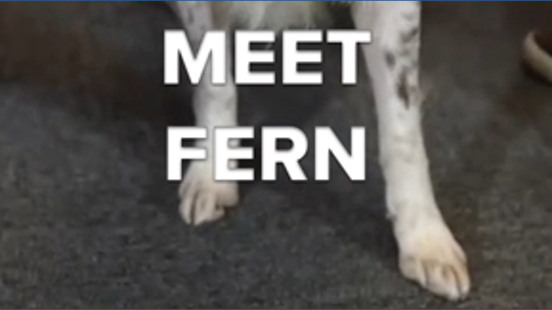 Pet for adoption: Meet Fern! | ksdk.com