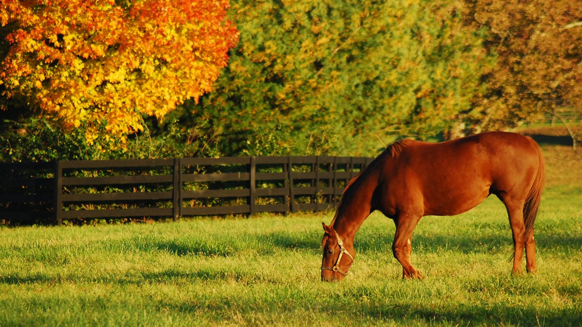 Moldy hay delivered to equine rescue group | ksdk.com