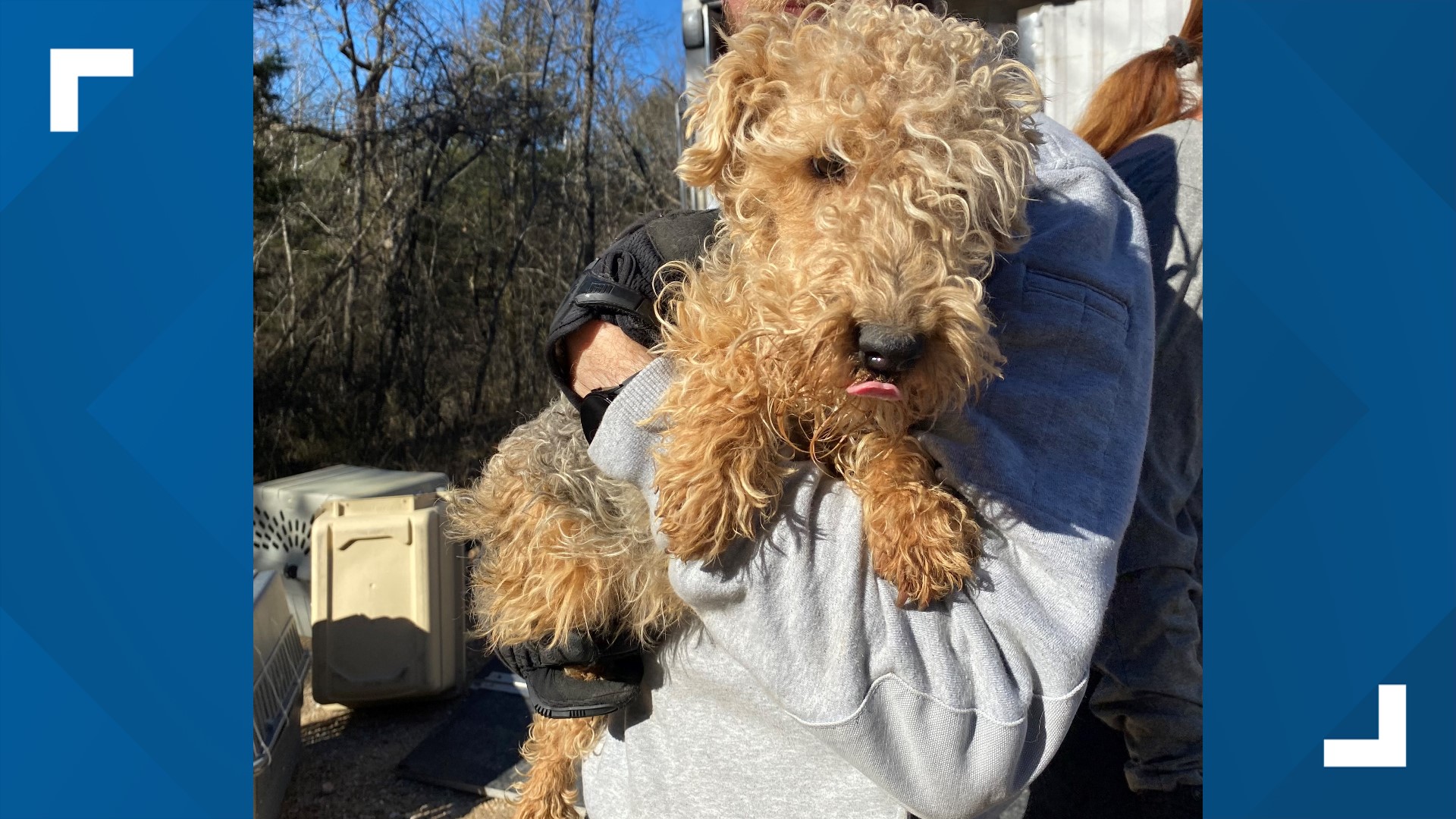 29 dogs rescued from formerly licensed breeder in Ozark County | ksdk.com