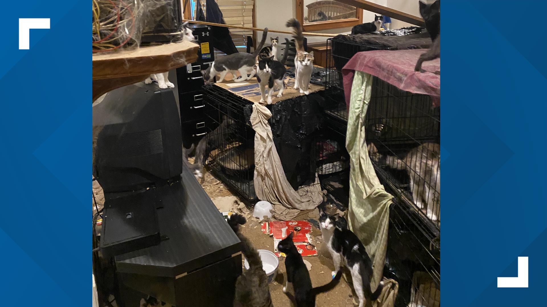 150 cats and counting: APA says 'urgent' help needed after Wildwood ...