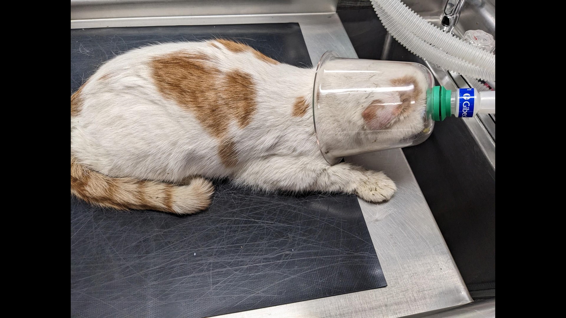 Cat gets adopted after losing leg in predator trap in Franklin Co ...