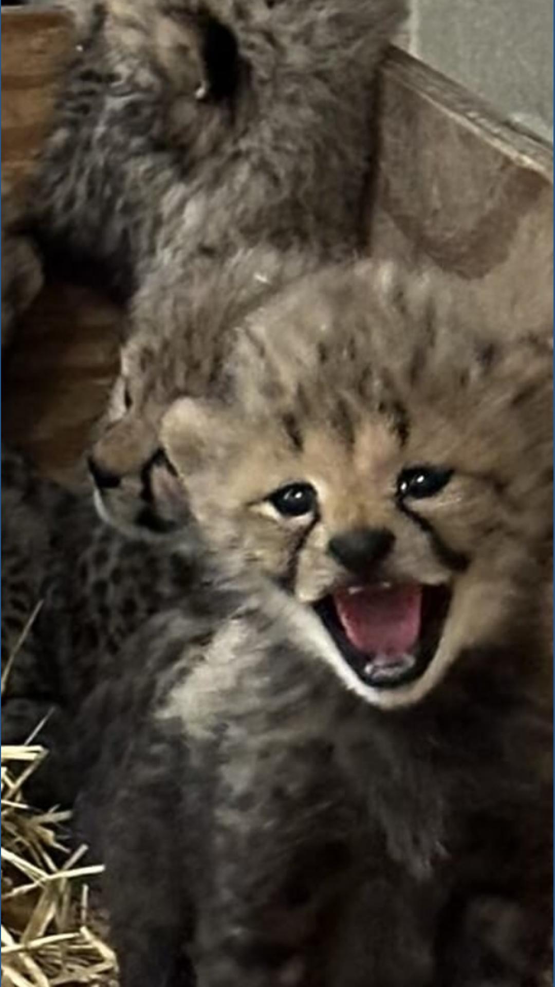 Cora welcomes five cheetah cubs at Saint Louis Zoo | ksdk.com