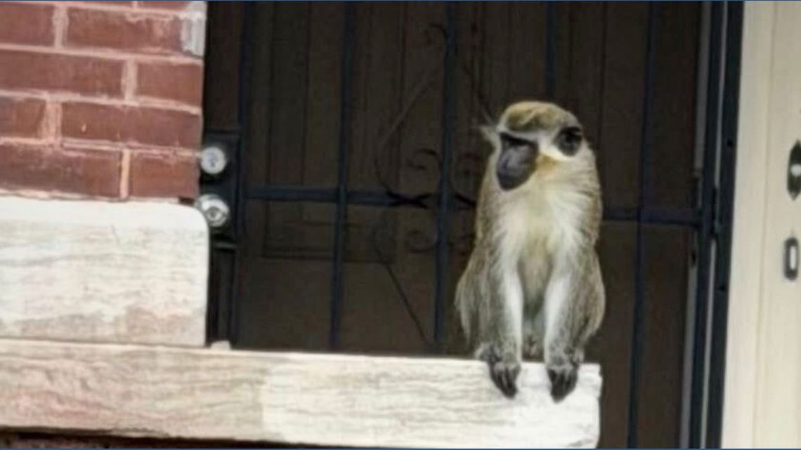 Monkeys still on the loose, St. Louis Health Department says | ksdk.com