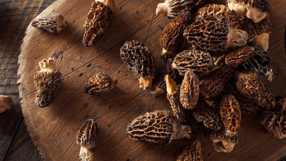 Missouri morel mushroom season nears peak | Here's where to look and ...