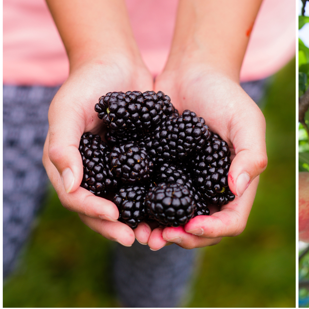 Eckert's Farm kicks off berry and peach picking season | ksdk.com