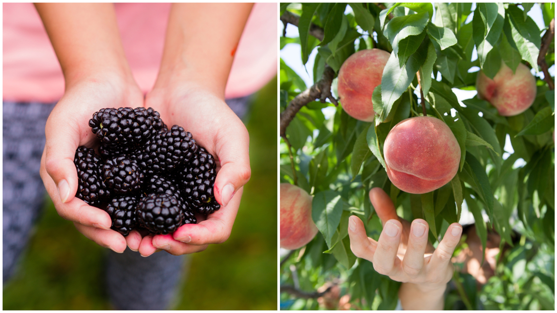 Eckert's Farm kicks off berry and peach picking season | ksdk.com
